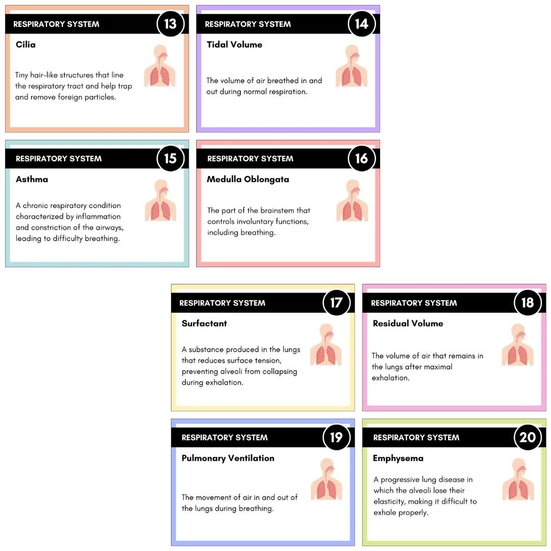 Respiratory System Diagram: Fill in the Blanks and Learn