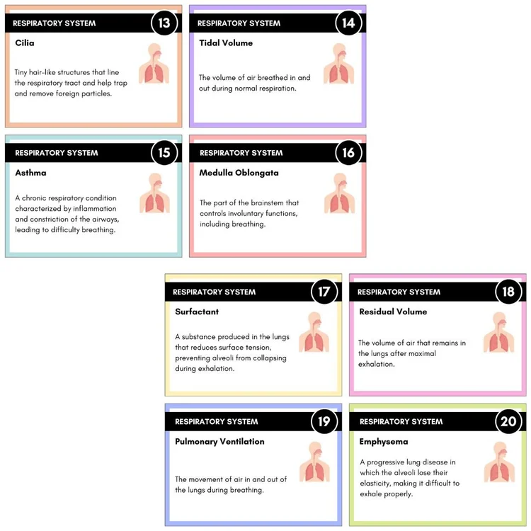 Respiratory System Diagram: Fill in the Blanks and Learn