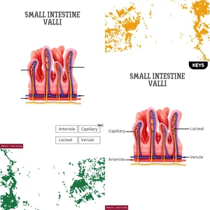 Small Intestine Word Search: Lining & Bacteria Puzzle