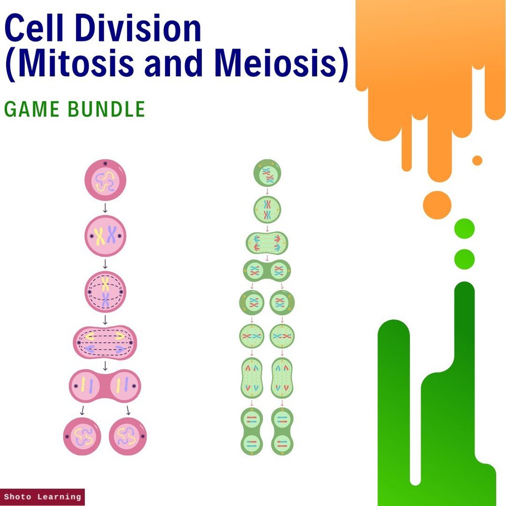 Mitosis vs Meiosis Poster: Visual Guide to Cell Division
