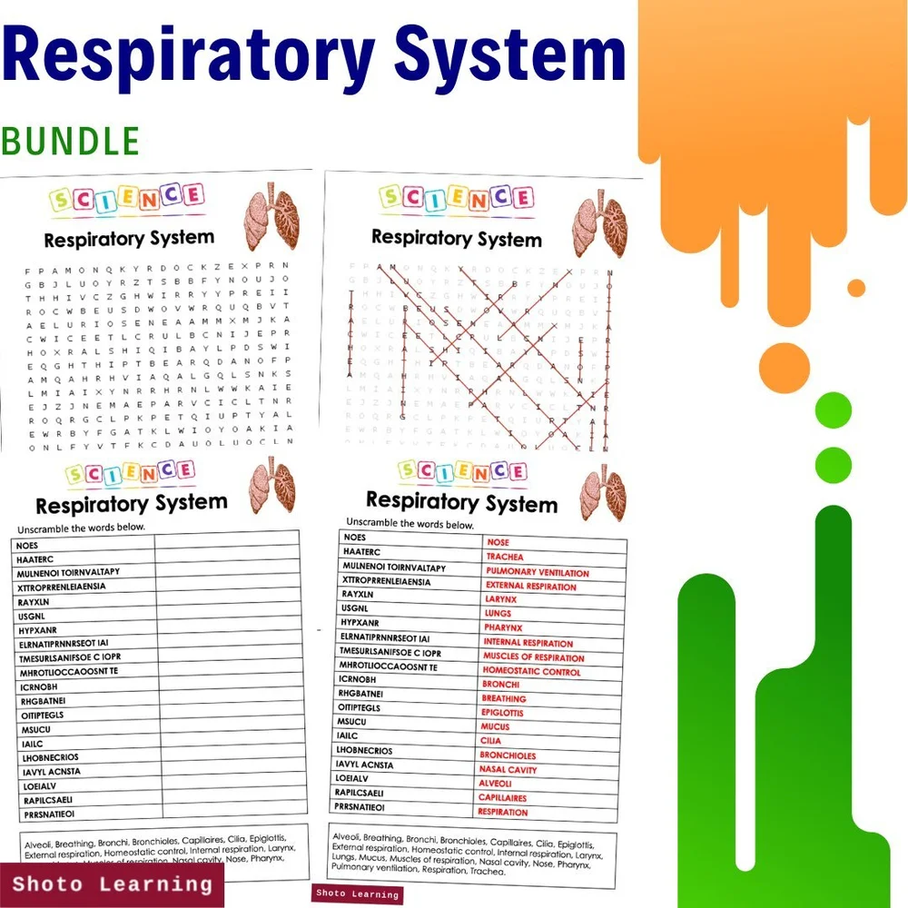 Respiratory System Poster: Learn Anatomy & Function | Free Download