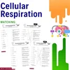 Cellular Respiration Label Worksheet | Word Box & Answer Key