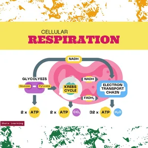 Cellular Respiration Label Worksheet | Word Box & Answer Key