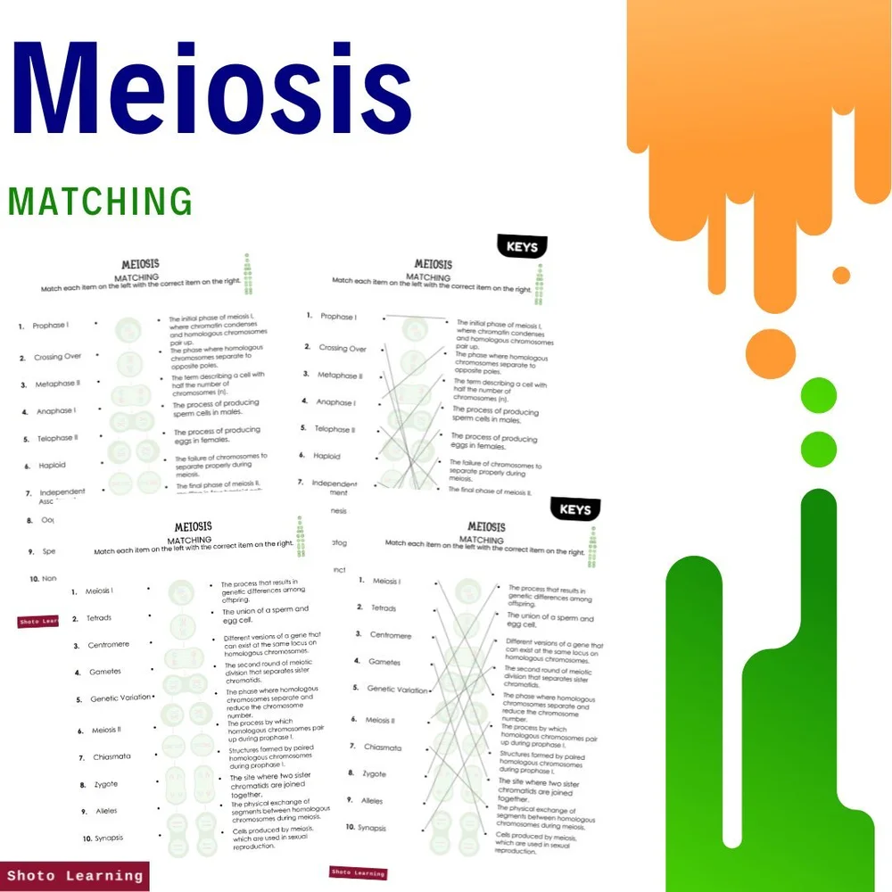 Meiosis Short Questions & Answers Worksheet | 20 Questions PDF