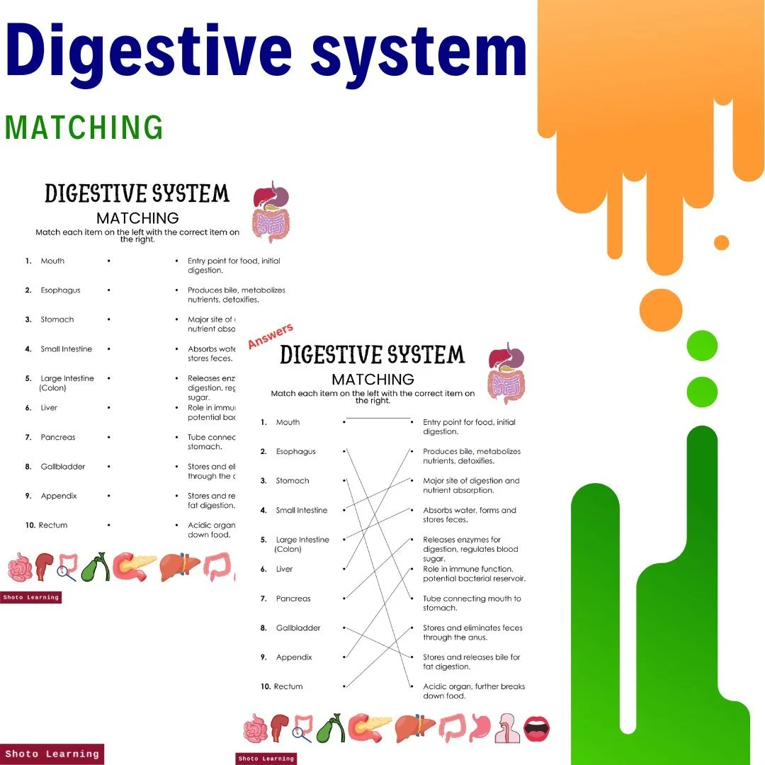 Digestive System Vocabulary Scramble Activity Worksheet
