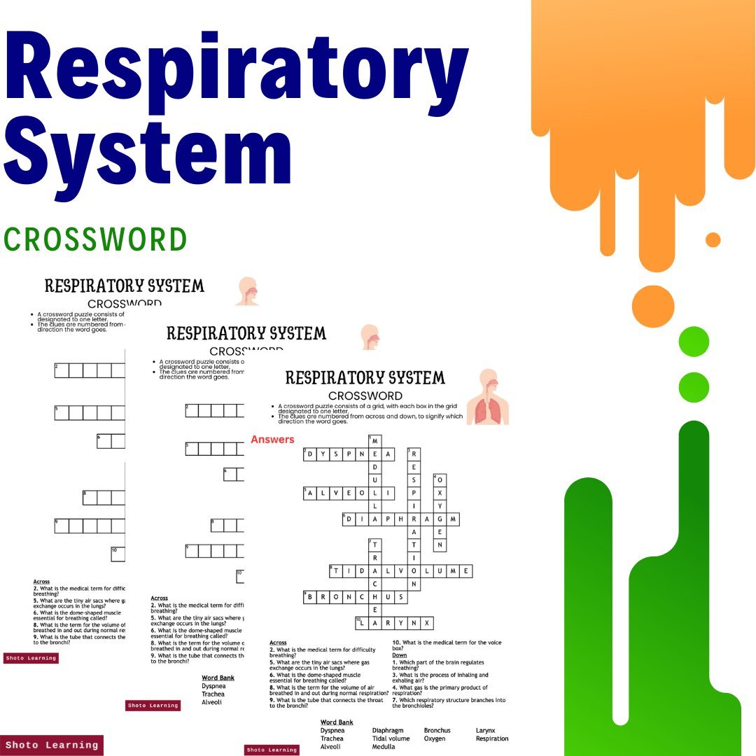 Respiratory System Matching Worksheet: A Match Made in Lungs