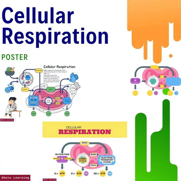 Cellular Respiration Label Worksheet | Word Box & Answer Key