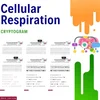 Cellular Respiration Label Worksheet | Word Box & Answer Key