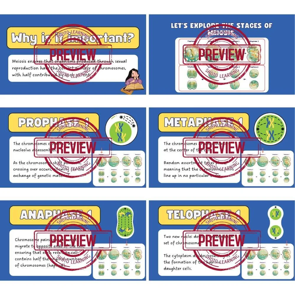 Meiosis Process Poster – Visual Cell Division Guide | PDF Download