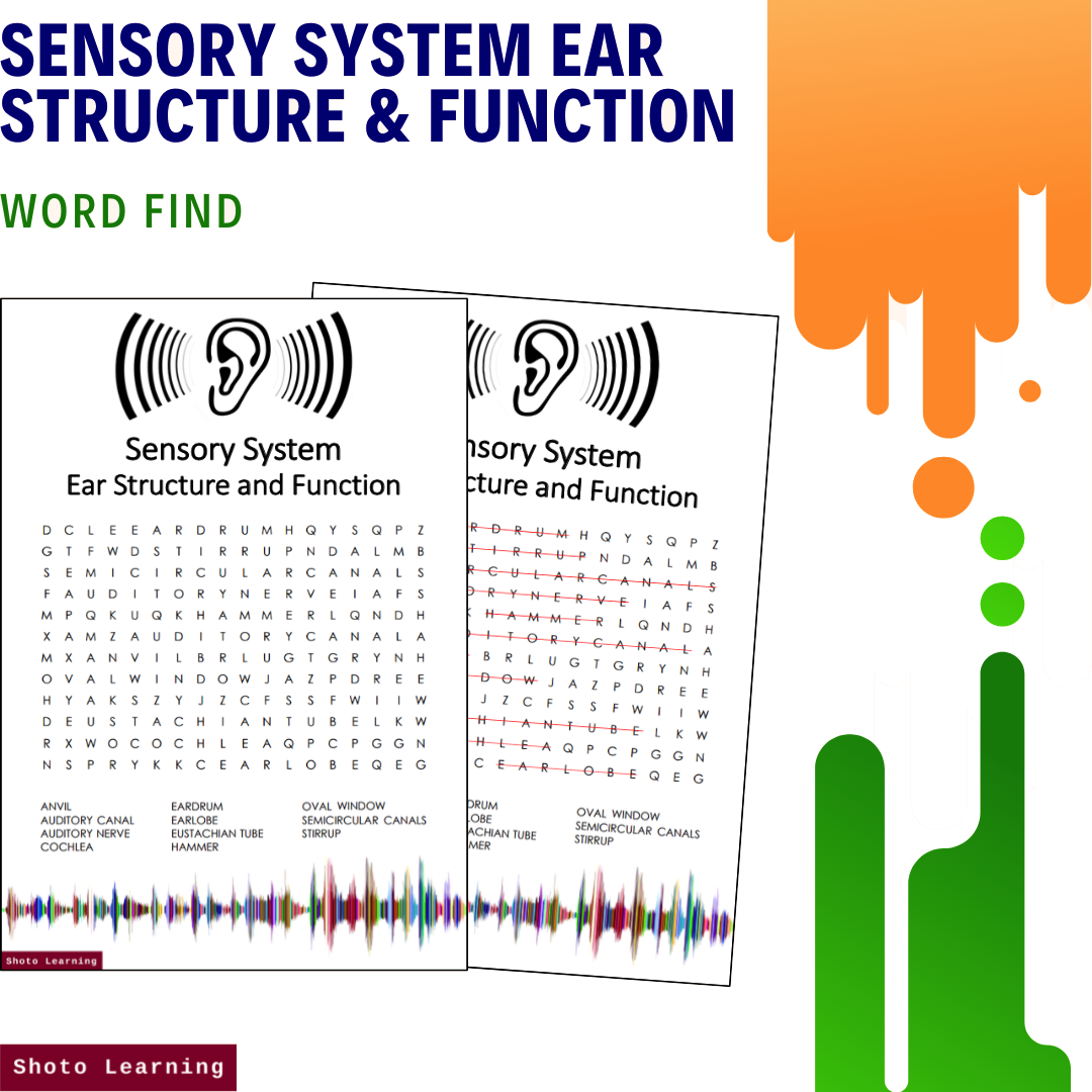 Sensory System Ear Structure and Function — Shoto Learning | English ...