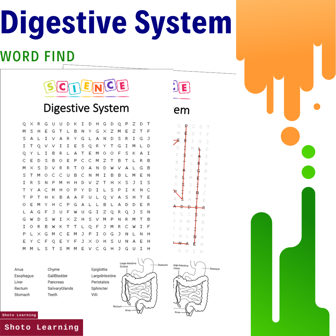 Digestive System — Shoto Learning | English | Math | Science Worksheets