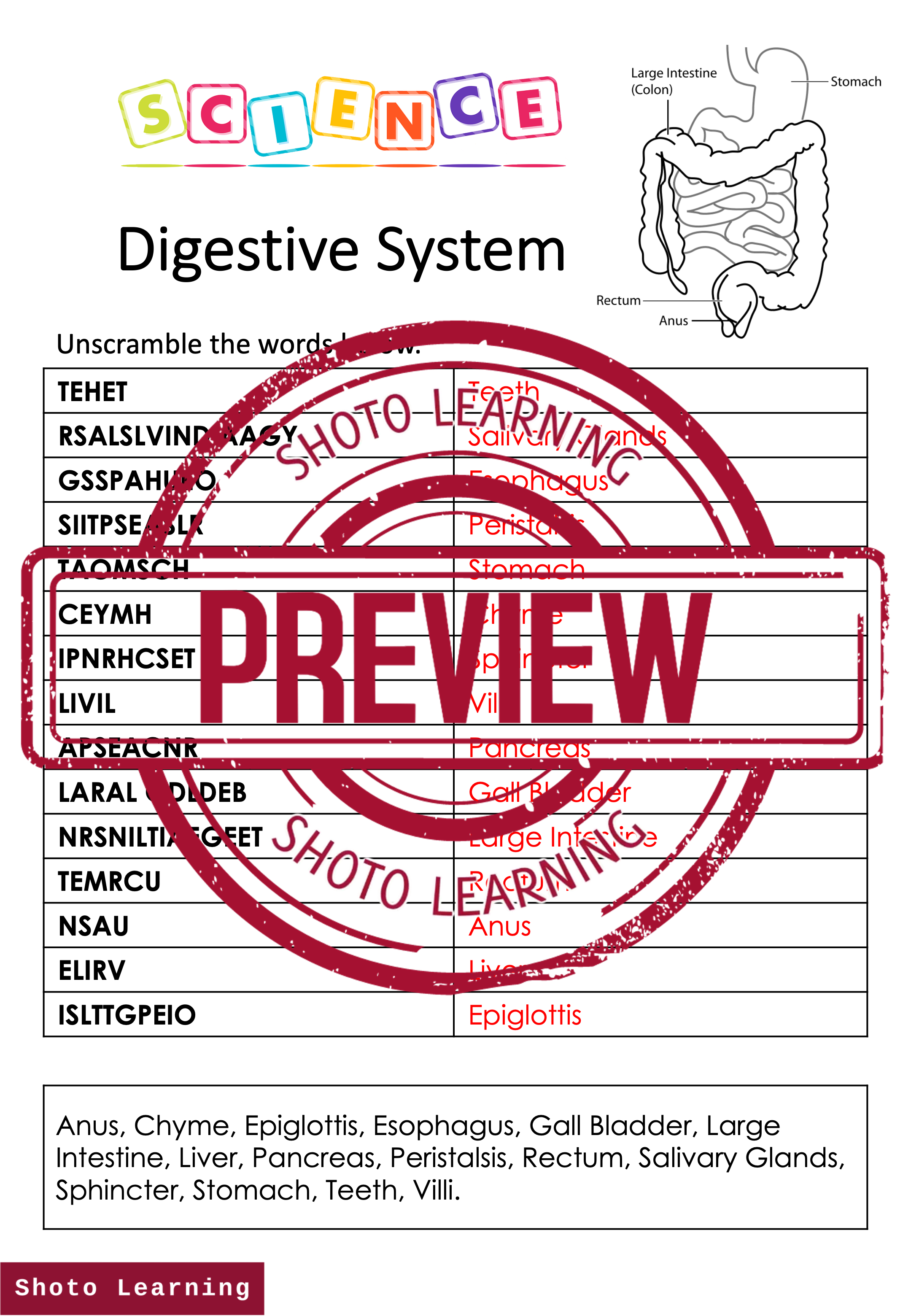 DIGESTIVE SYSTEM SCIENCE ACTIVITY - SCRAMBLE WORDS VOCABULARY WORD ...