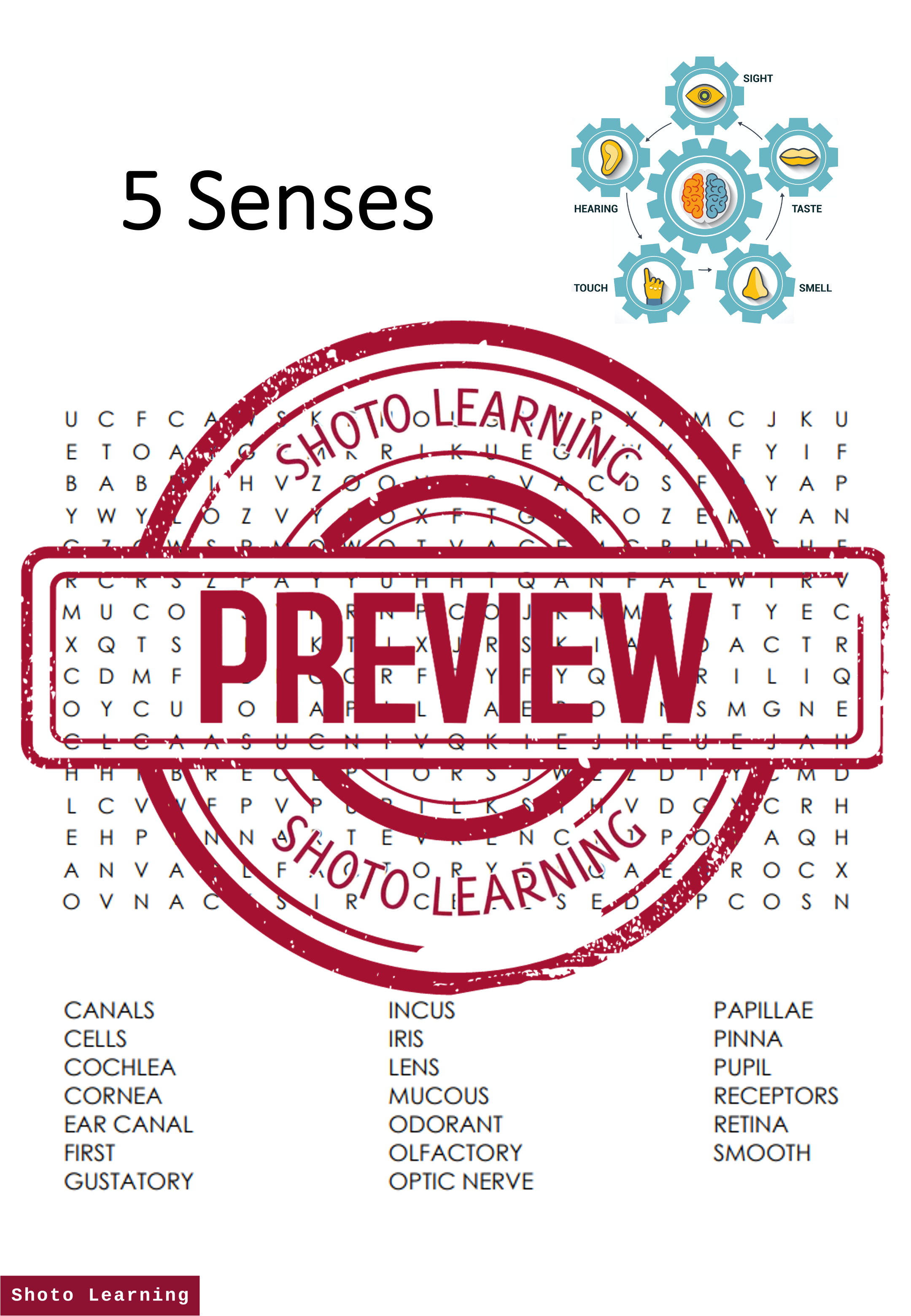 MITOSIS SCIENCE ACTIVITY - BUNDLE WORD FIND SCRAMBLE WORDS VOCABULARY ...