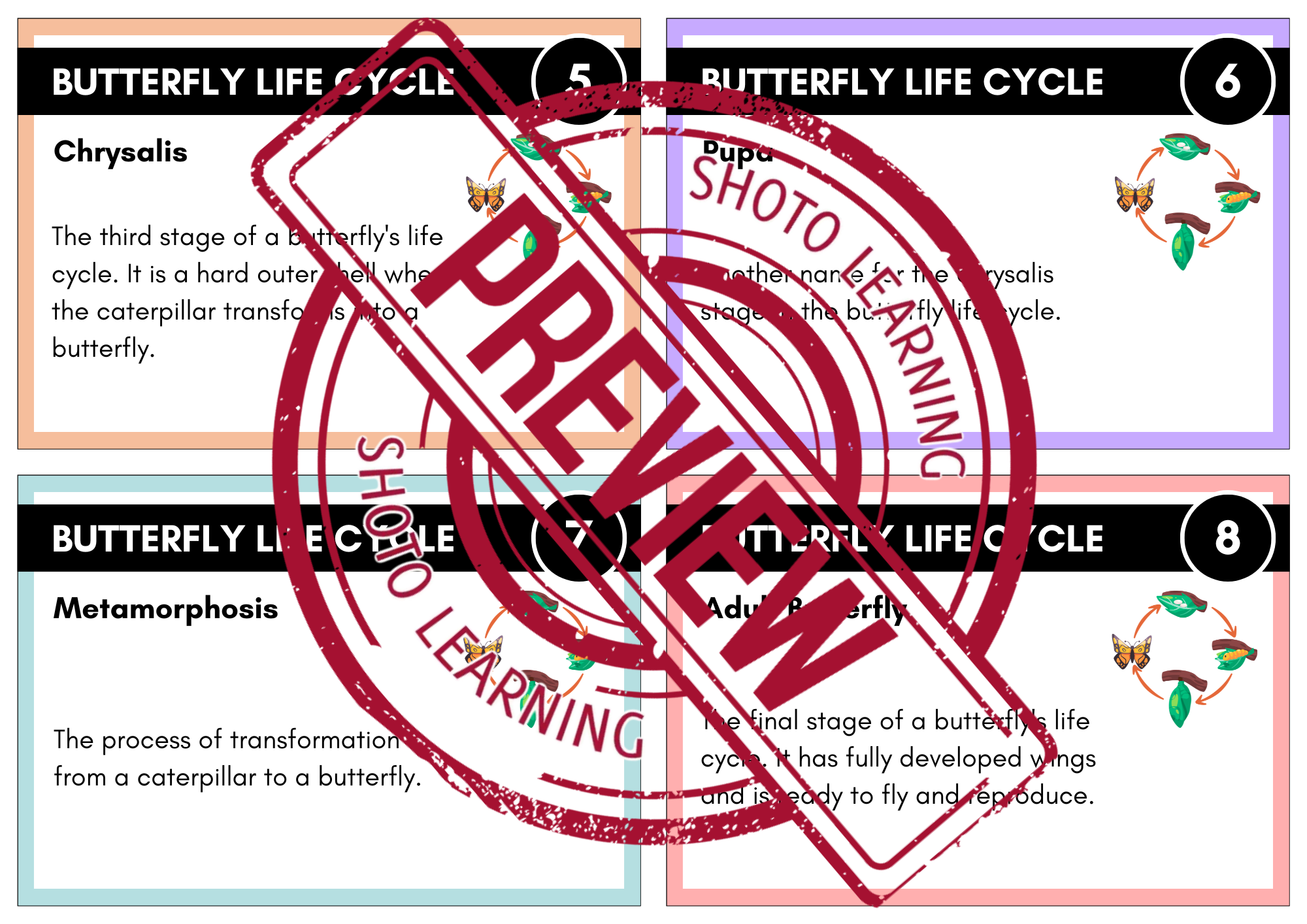 Explore the Fascinating Butterfly Life Cycle through Fun and ...