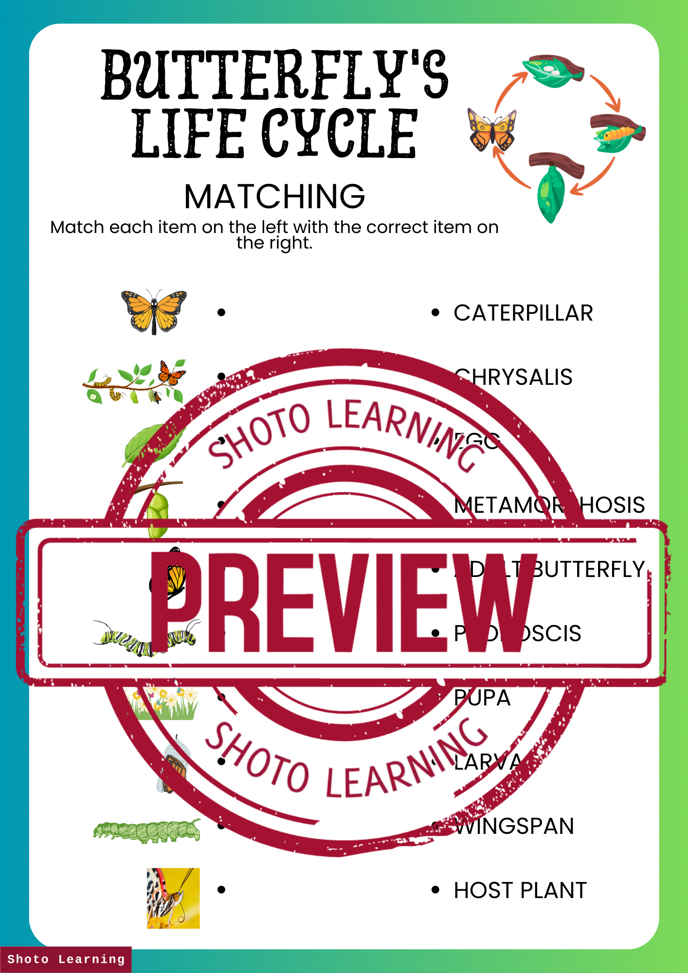 Fluttering Through Stages: Butterfly Life Cycle Word Search Worksheets ...