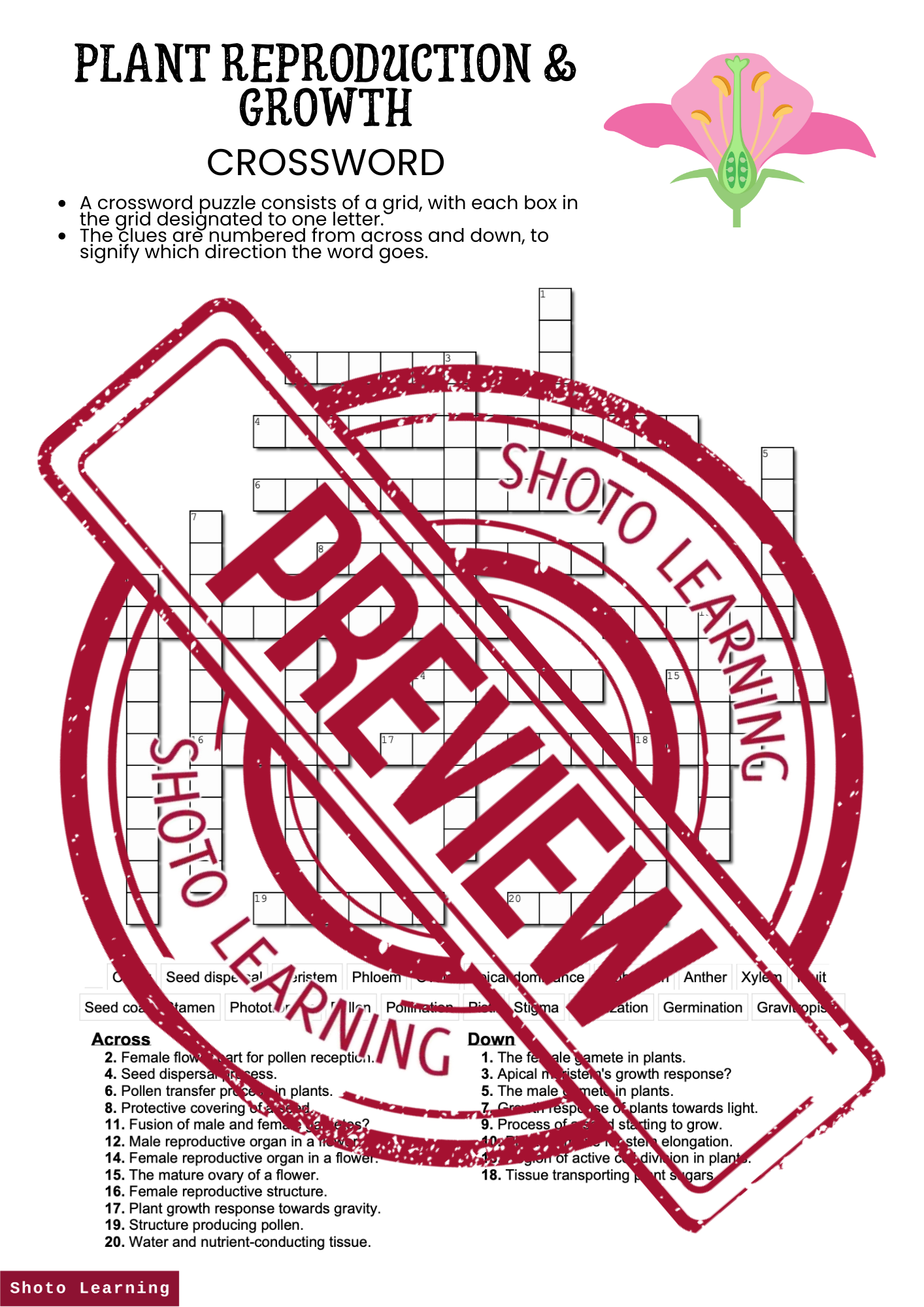 Respiratory System Crossword Worksheet Puzzle: Breath of Knowledge ...