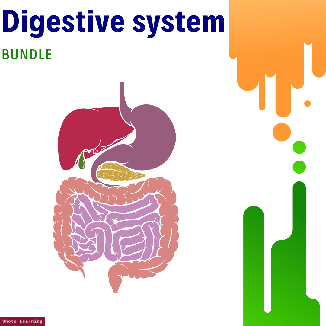 Digestive System — Shoto Learning | English | Math | Science Worksheets