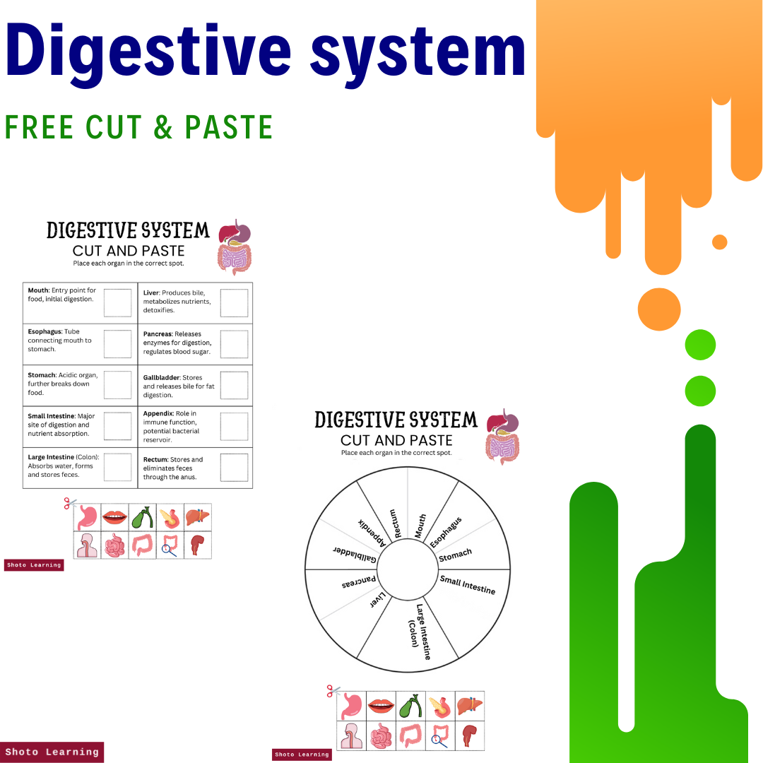 Digestive System: A Cut and Paste Adventure — Shoto Learning | English ...