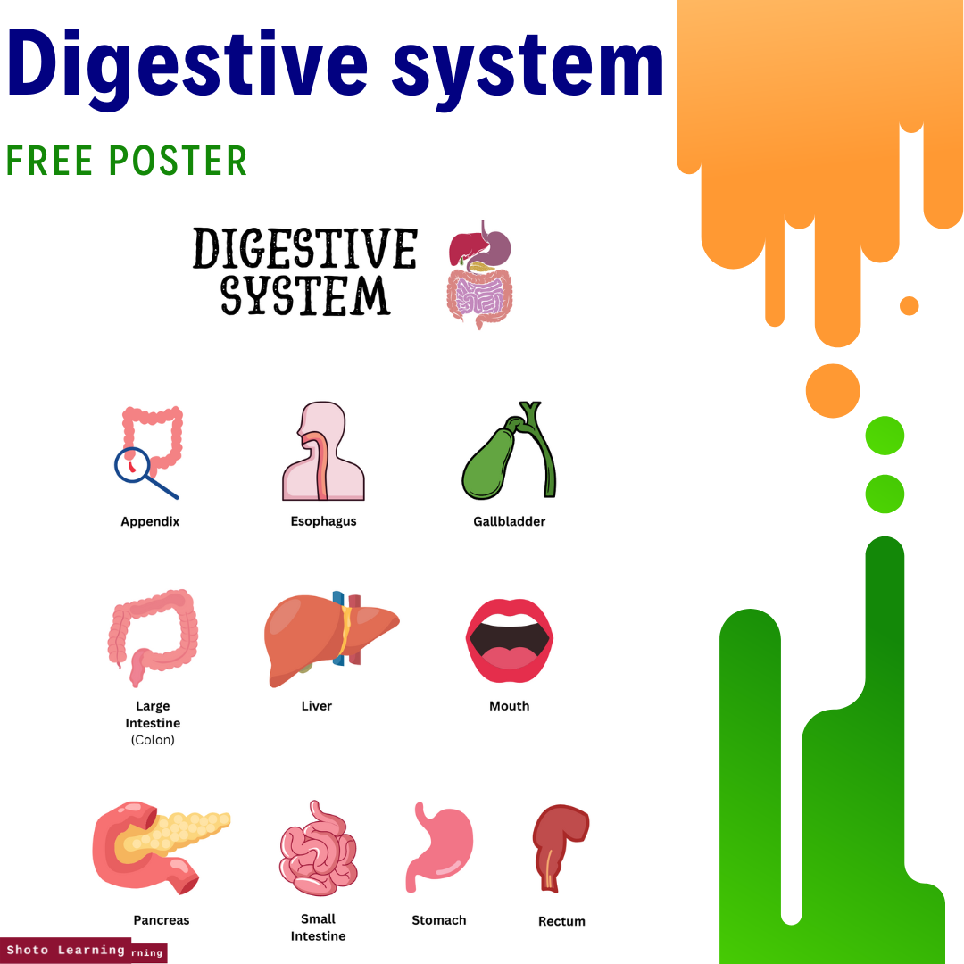 Learn About the Digestive System with This Free Poster — Shoto Learning ...
