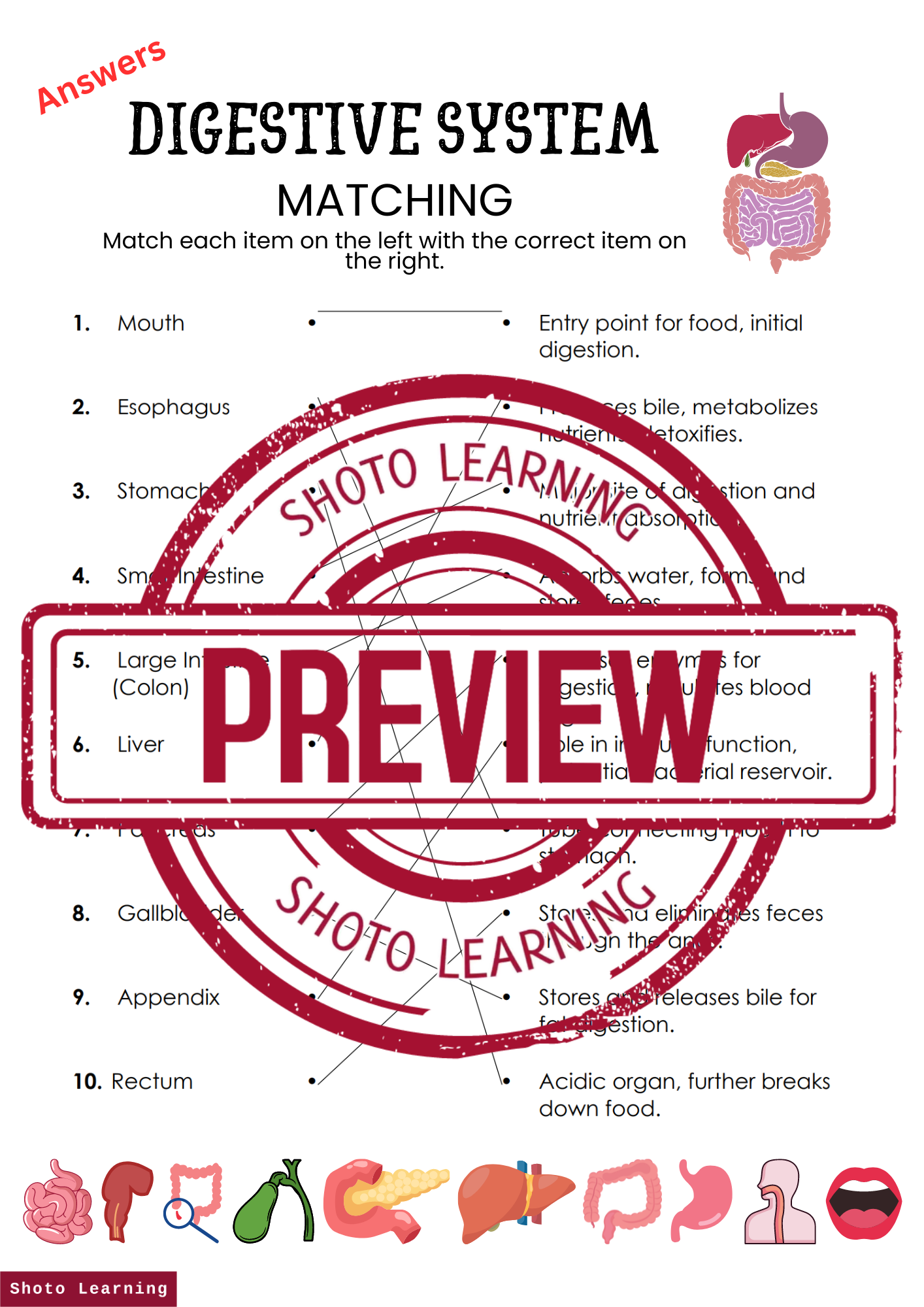 Digestive System: A Fun and Educational Spin Wheel Activity — Shoto ...