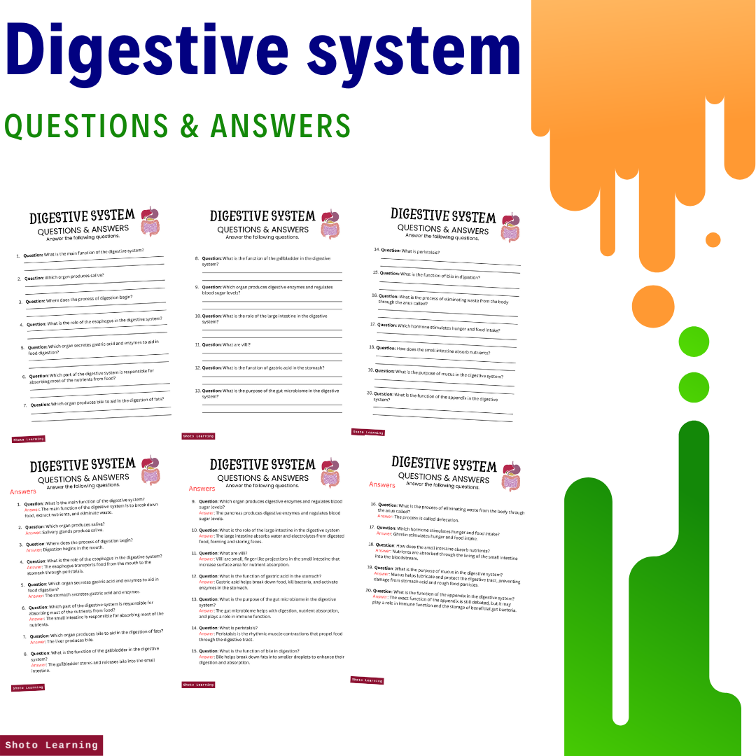 Digestive System — Shoto Learning | English | Math | Science Worksheets