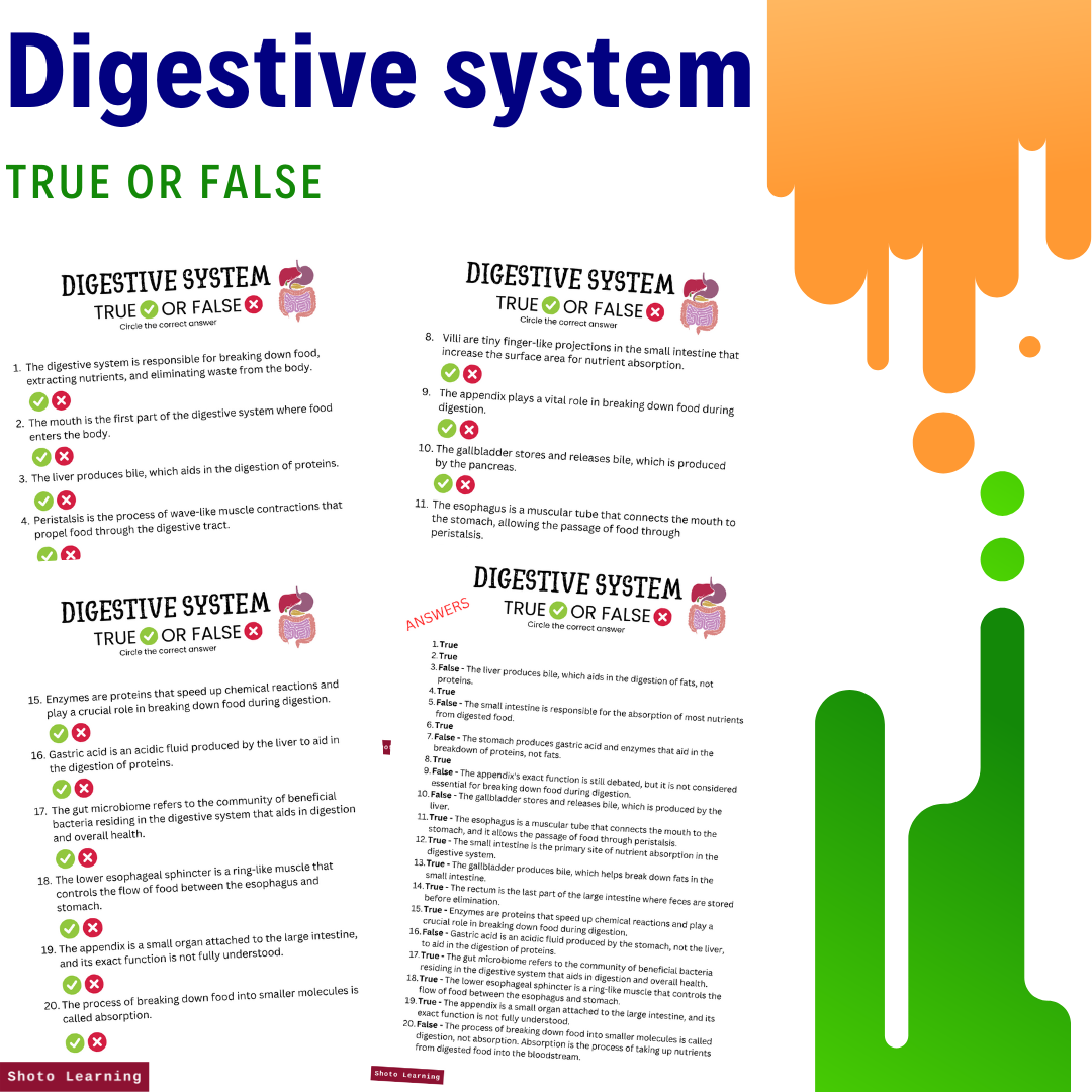 Digestive System — Shoto Learning | English | Math | Science Worksheets