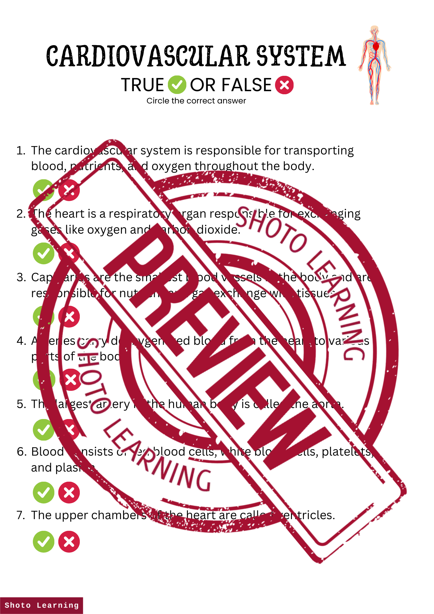 Cardiovascular System Bingo: A Great Way to Review Anatomy and ...