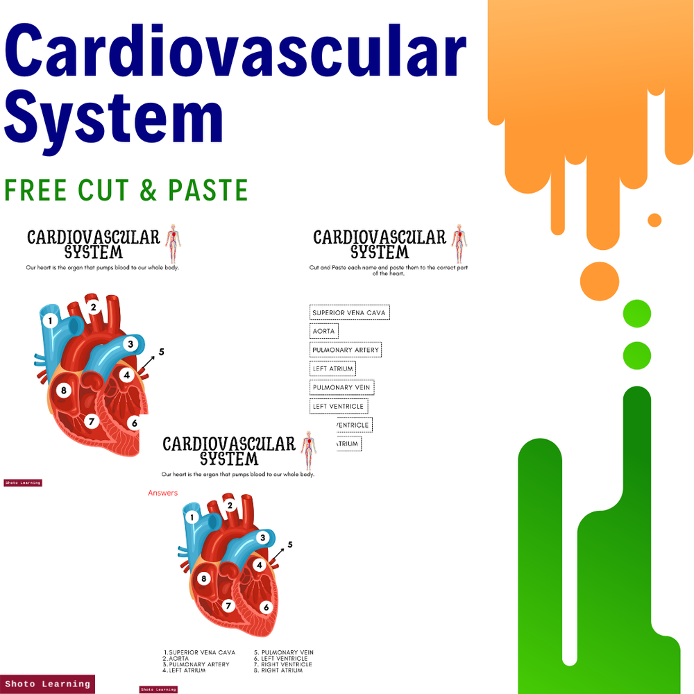 FREE Poster to Help You Learn About the Cardiovascular System — Shoto ...