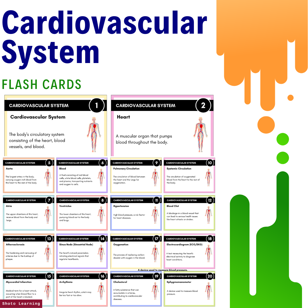 Cardiovascular System Flash Cards: Learn the Basics — Shoto Learning ...