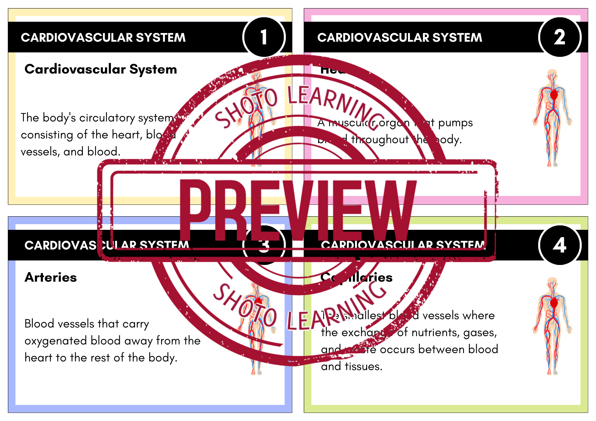 Cardiovascular System Bingo: A Great Way to Review Anatomy and ...