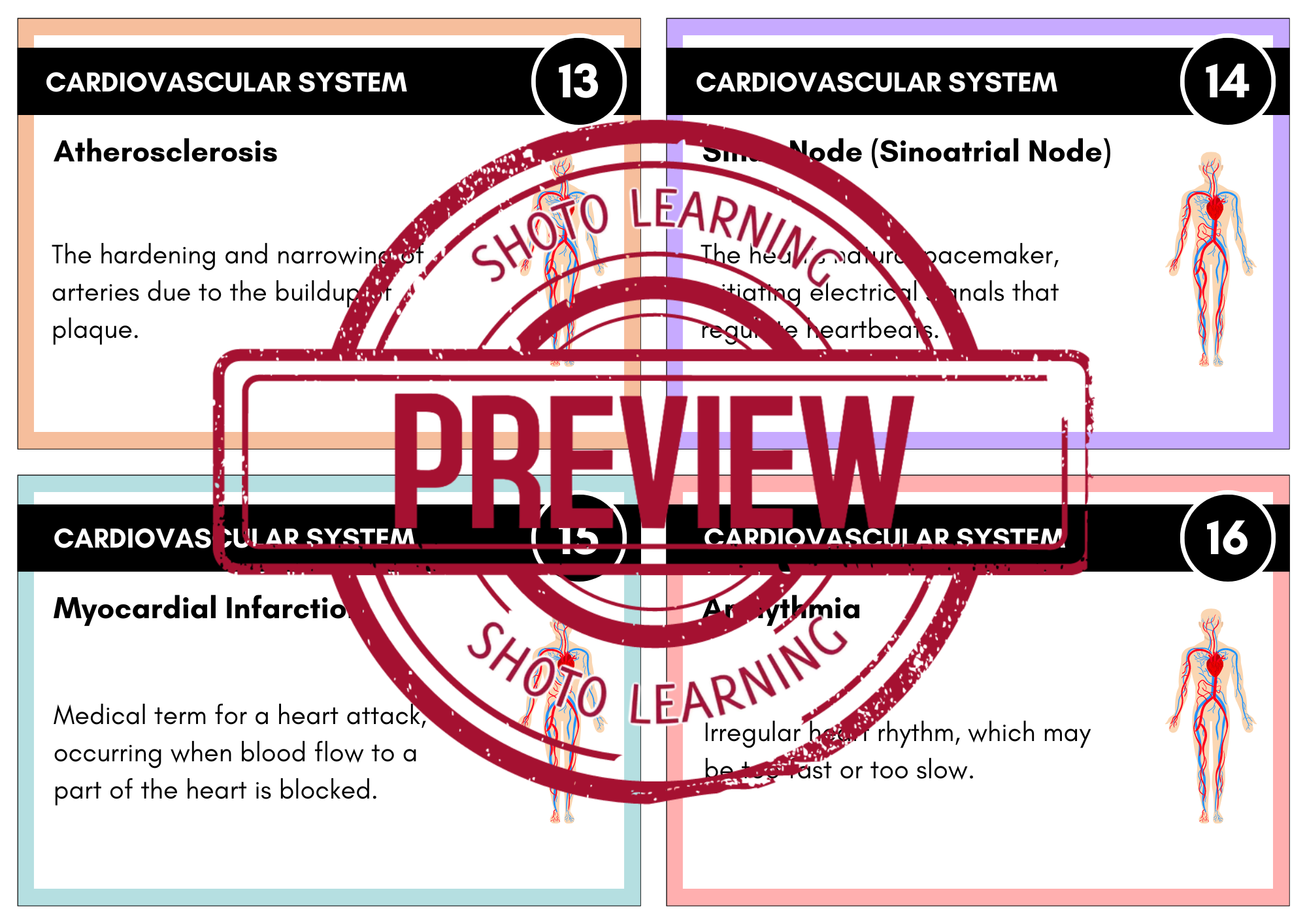 Cardiovascular System Flash Cards: Learn the Basics — Shoto Learning ...