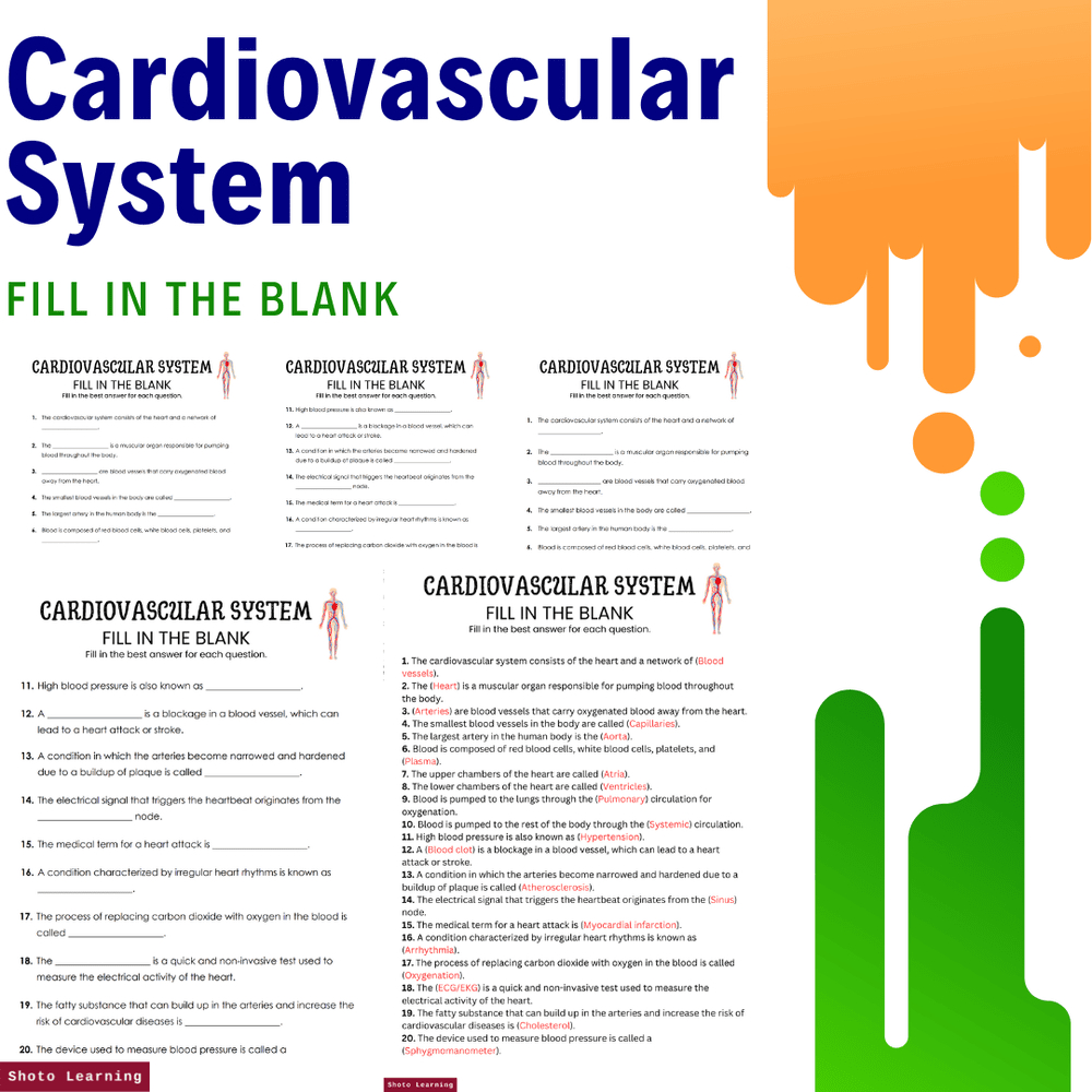 Cardiovascular System ABC Order Worksheet: Engaging Learning for Heart ...