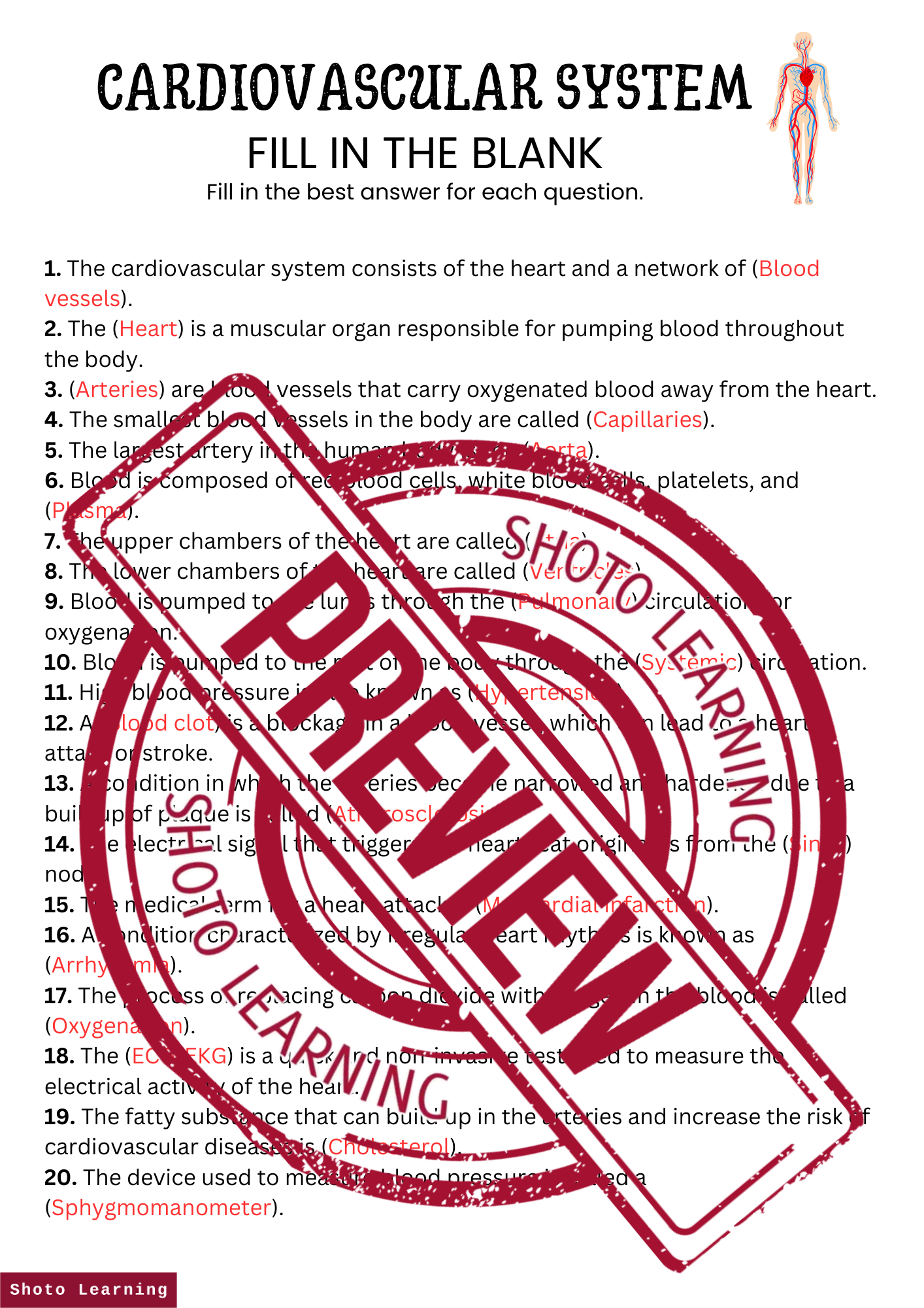 Cardiovascular System ABC Order Worksheet: Engaging Learning for Heart ...