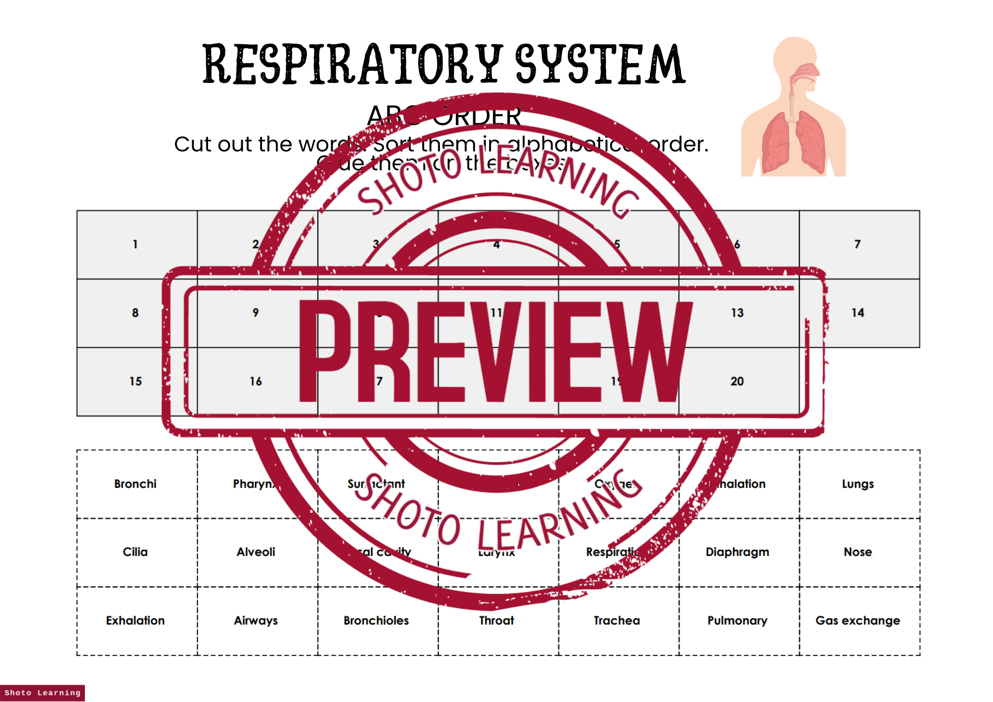 Respiratory System ABC Order: A Fun and Educational Way to Learn About ...