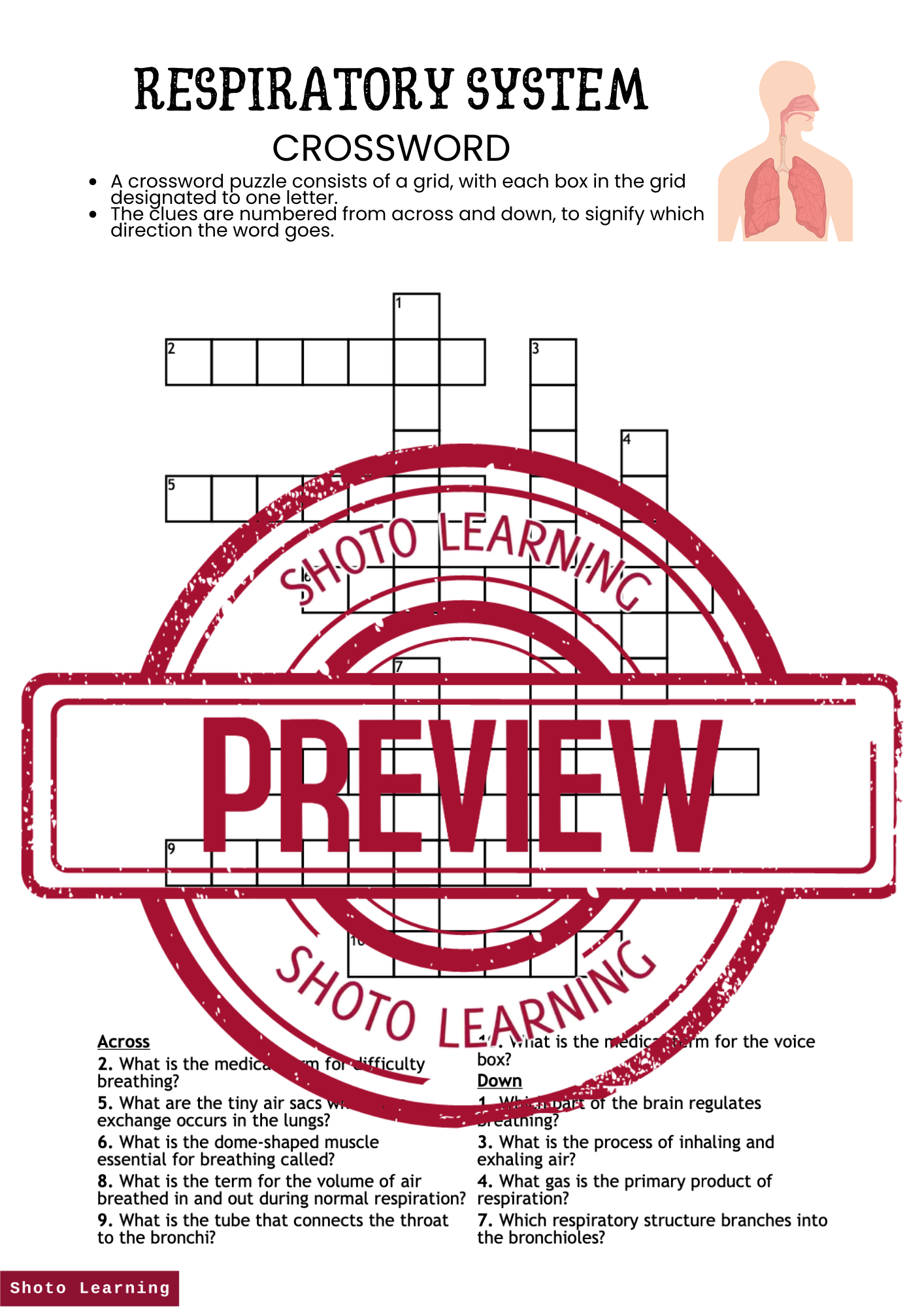 Respiratory System Matching Worksheet: A Match Made in Lungs