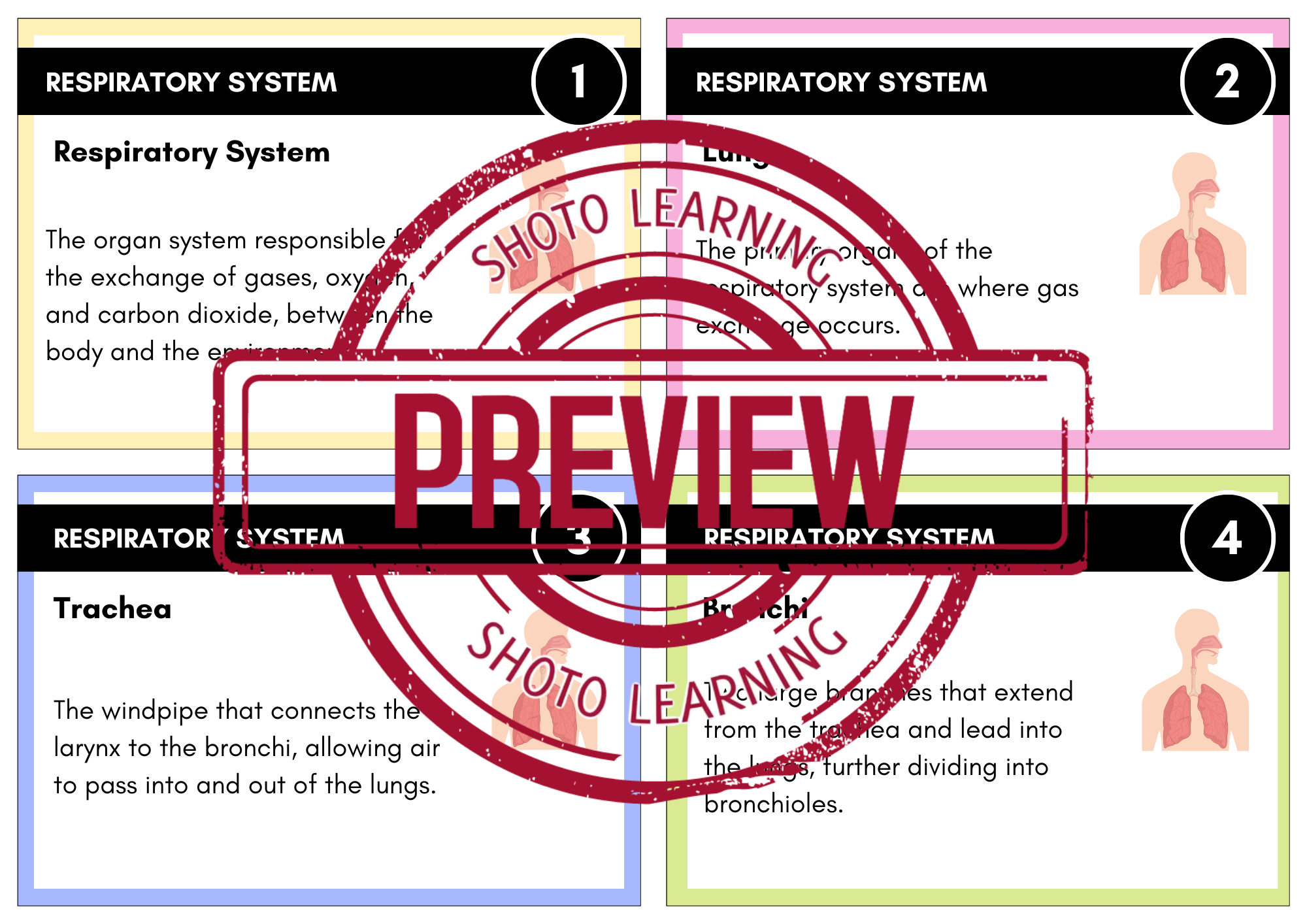 Respiratory System Flashcards: Learn About the Lungs and Breathing