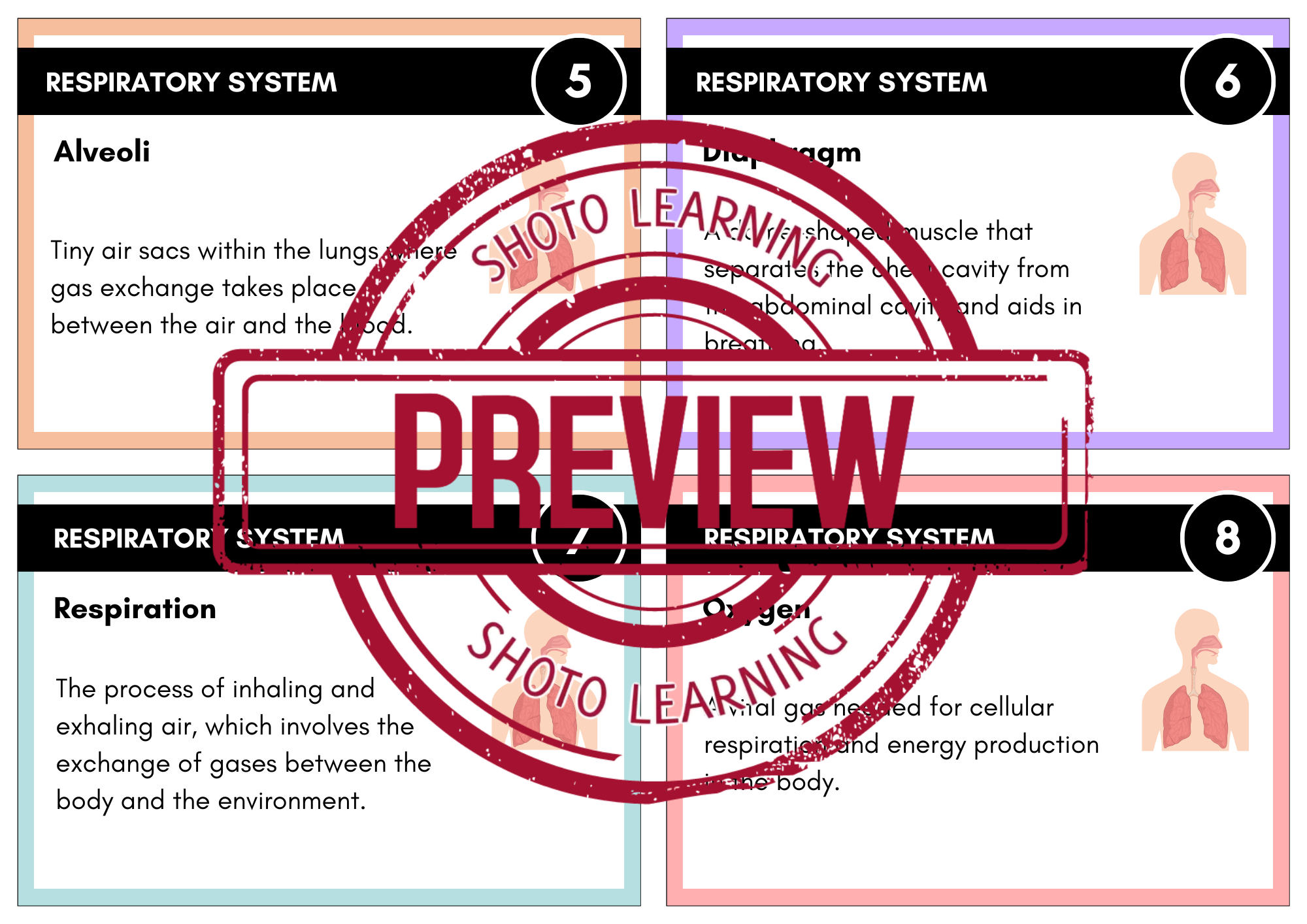 Respiratory System Matching Worksheet: A Match Made in Lungs — Shoto ...