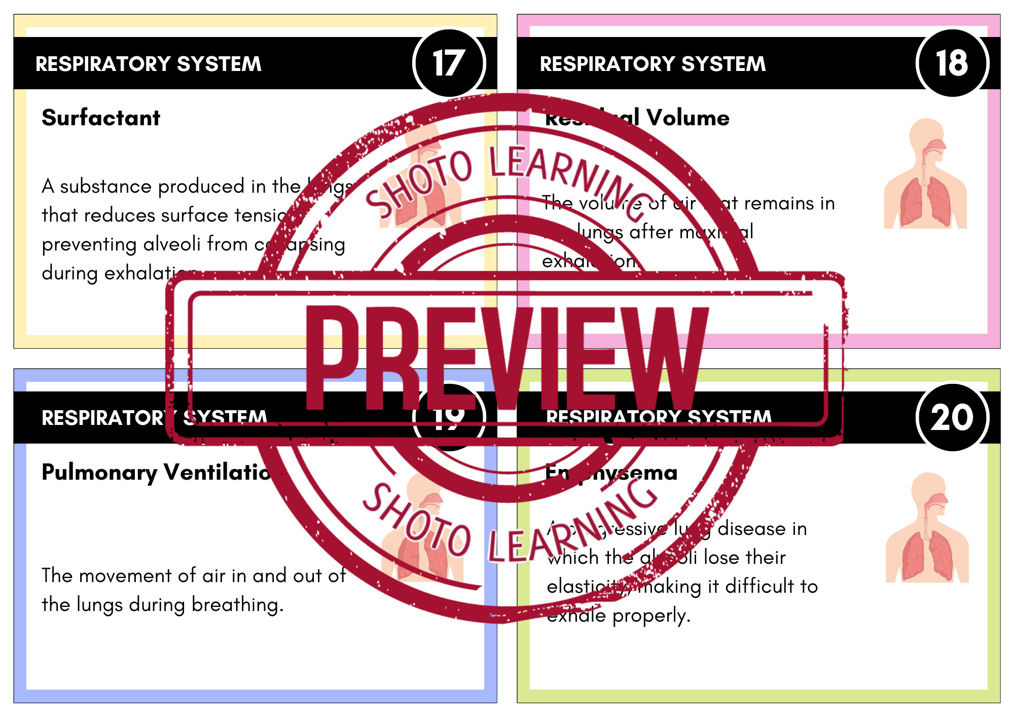 Respiratory System Flashcards: Learn About the Lungs and Breathing