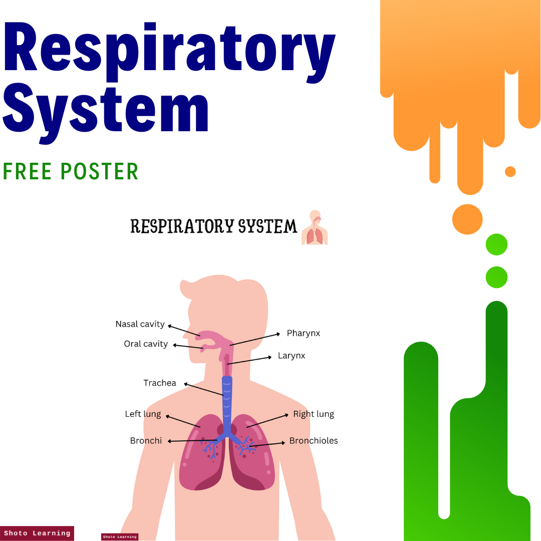 Respiratory System: The Lungs and How They Work - A Step-by-Step Poster ...