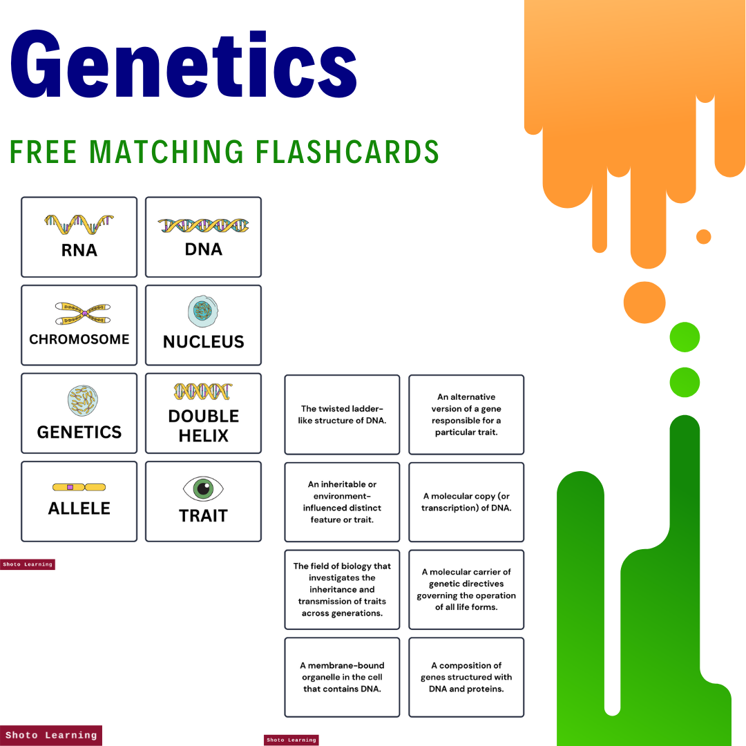 Discover Small Intestine Valli: Cut and Paste Exploration — Shoto ...
