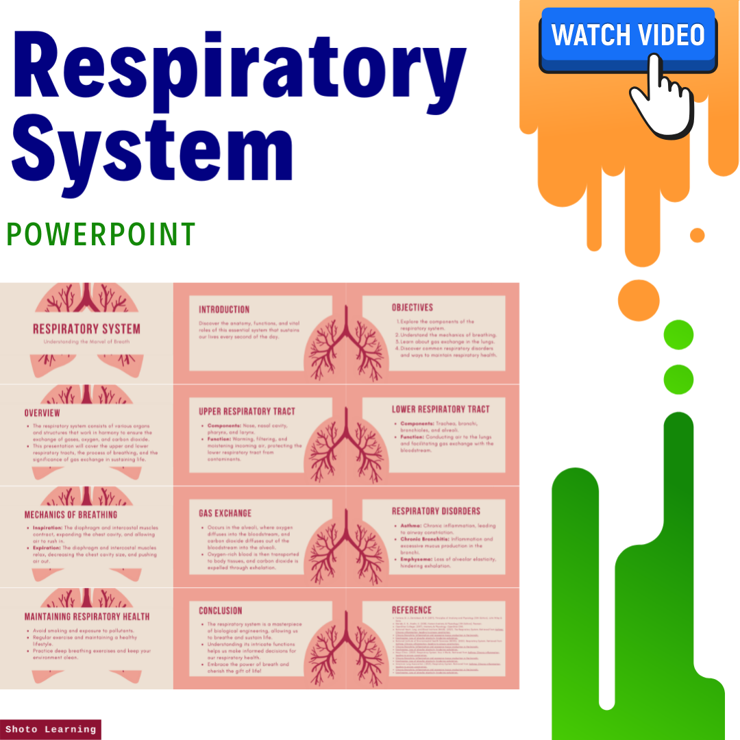 Respiratory System Matching Worksheet: A Match Made in Lungs — Shoto ...