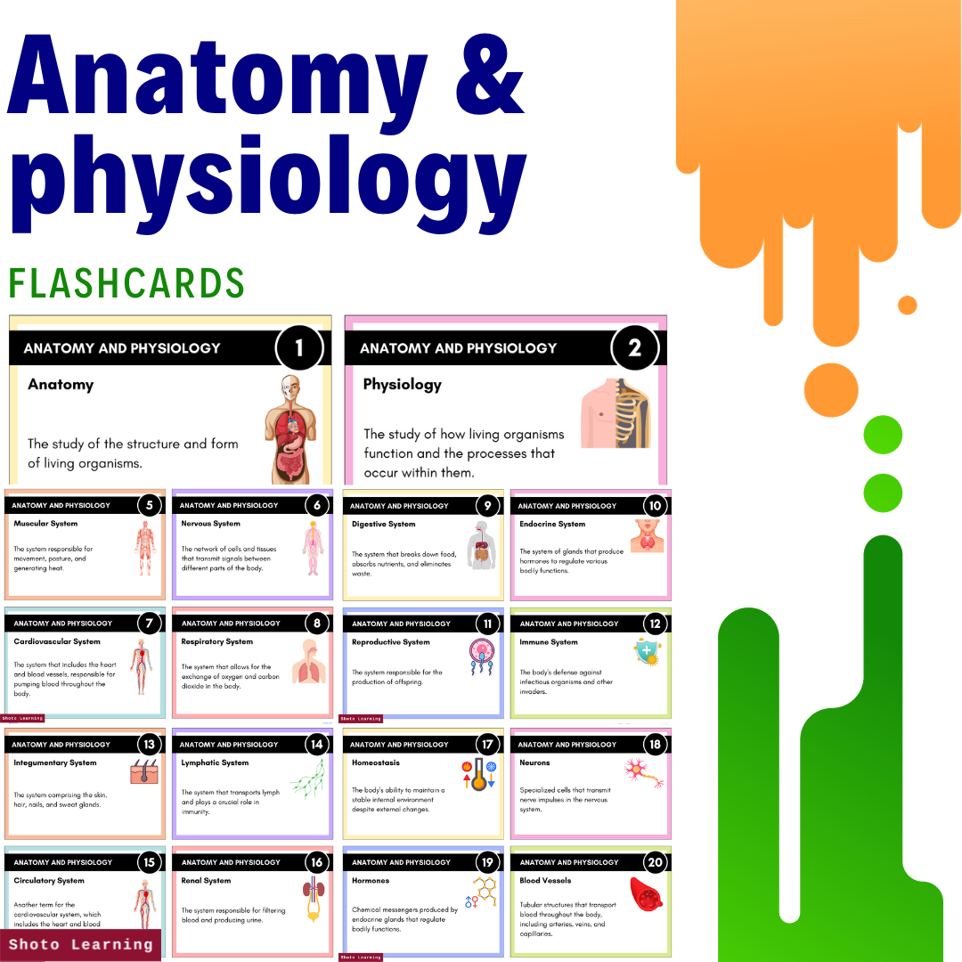 Anatomy and Physiology Flashcards - 20 Flashcards on Key Topics — Shoto ...