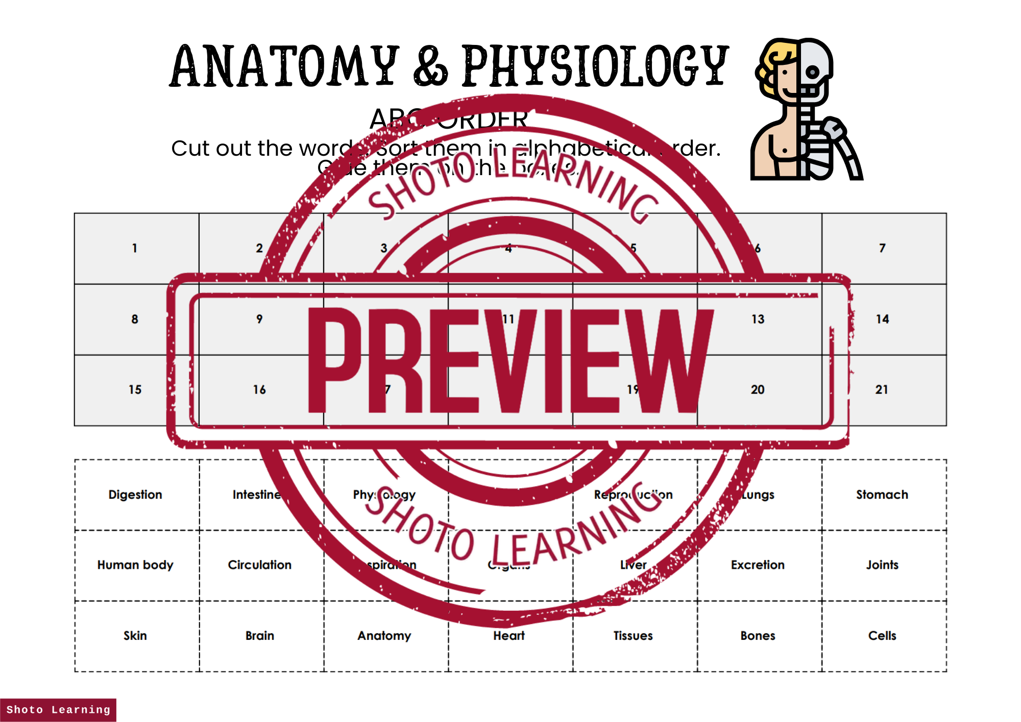 Respiratory System Diagram: Fill in the Blanks and Learn About Your ...