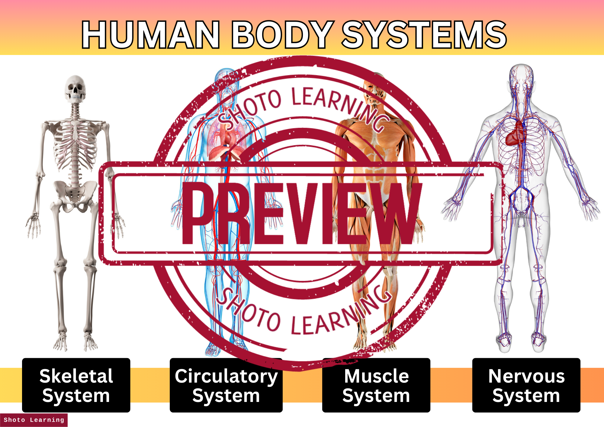 Anatomy and Physiology Poster - A Comprehensive Guide to the Human Body ...