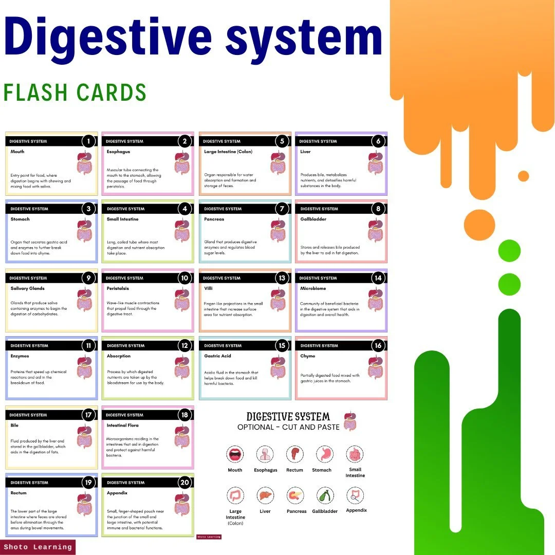 Digestive System PowerPoint: Learn How Food is Digested