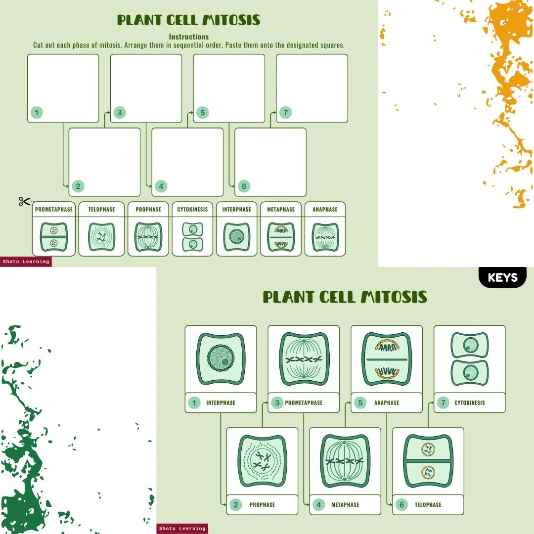 Mitosis Mastery: Your Ultimate Reading Comprehension Guide