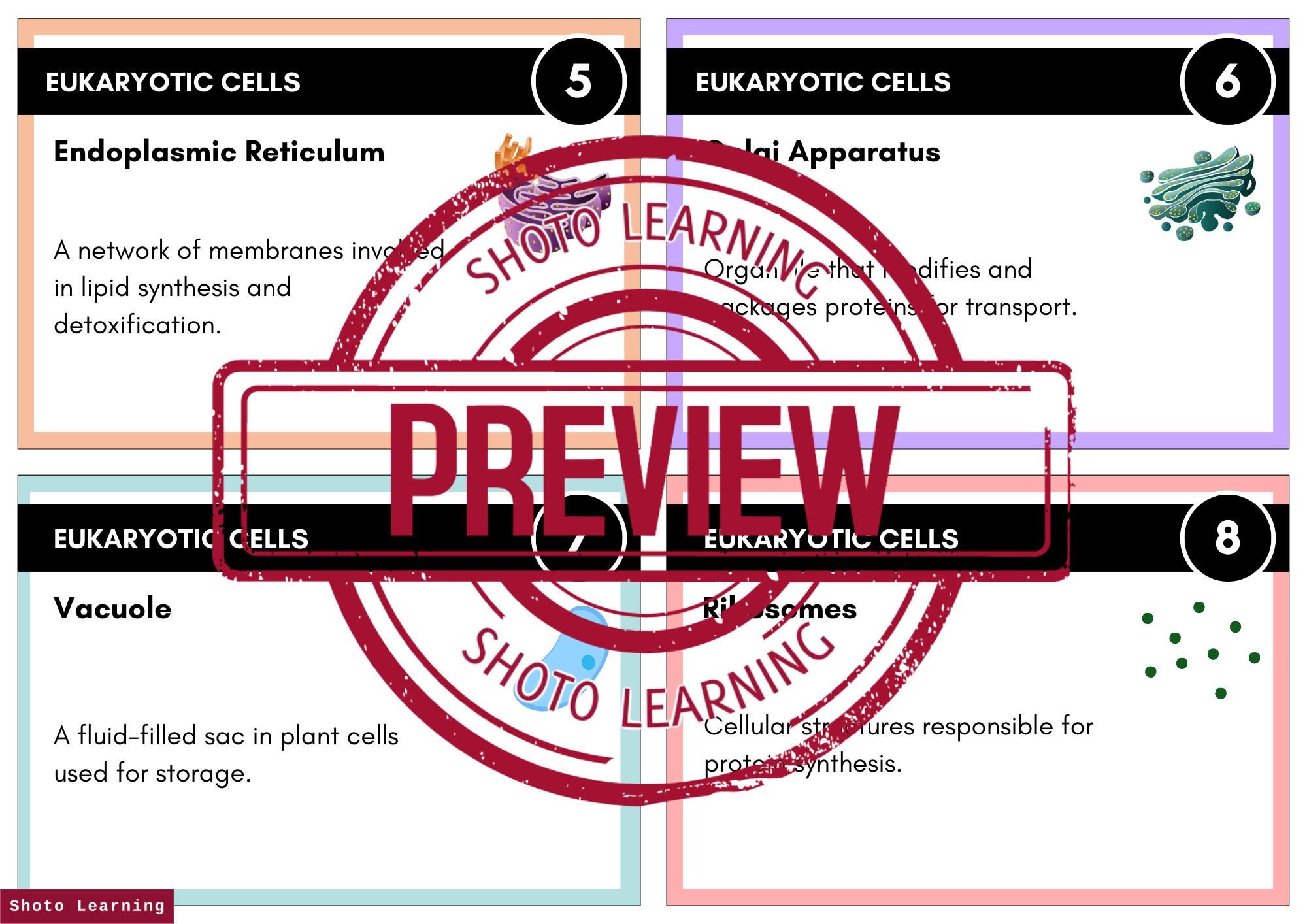 Evolution Flashcard Set: 20 Essential Concepts for Learning — Shoto ...