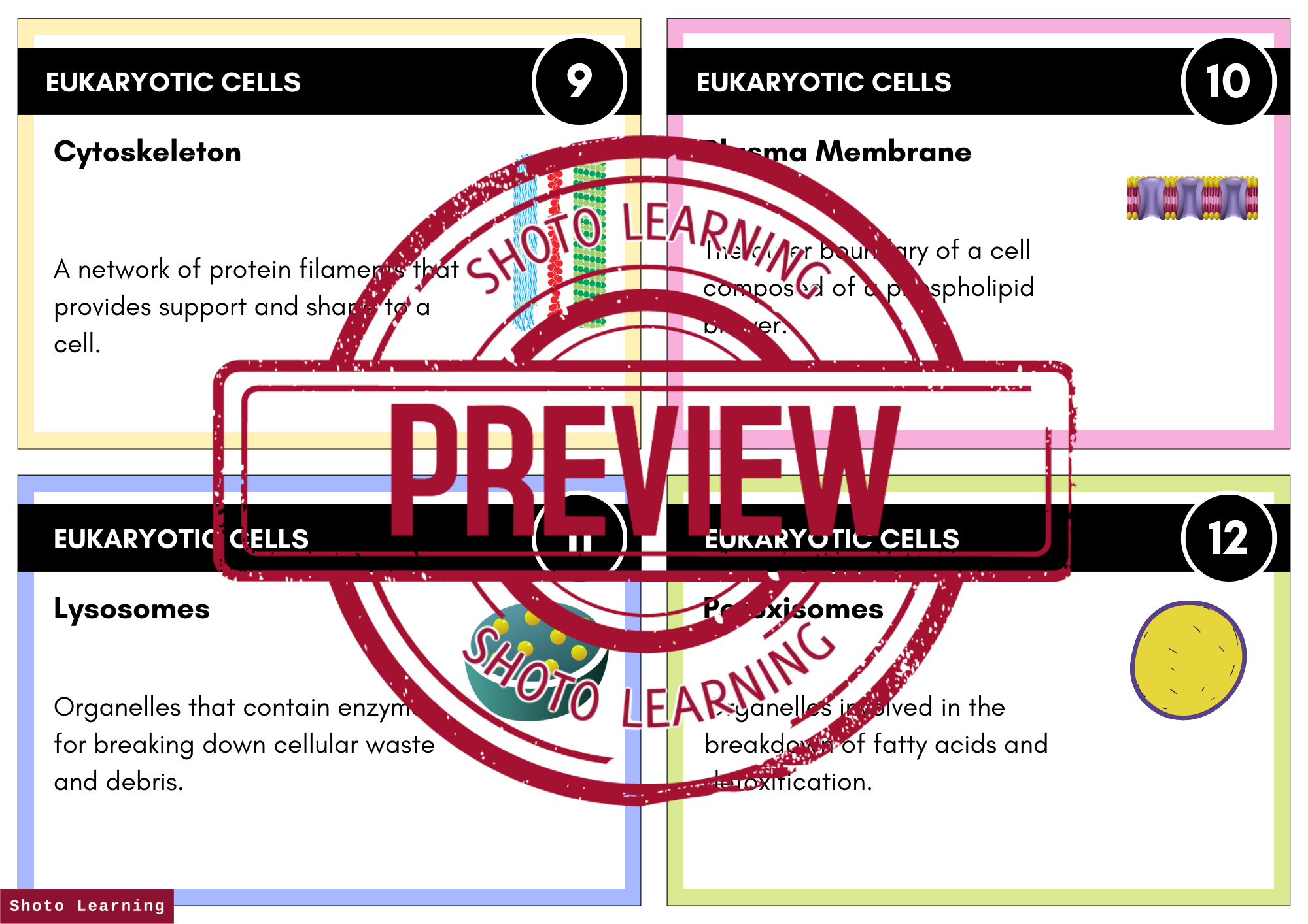 Eukaryotic Cell Quiz Mastery: 20 Fill-in-the-Blank Questions — Shoto ...