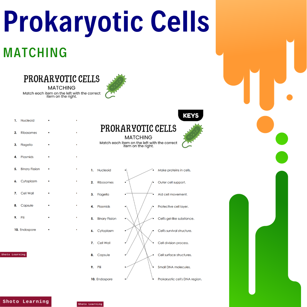Explore the Microscopic Marvels: Prokaryotic Cell Anatomy Poster ...