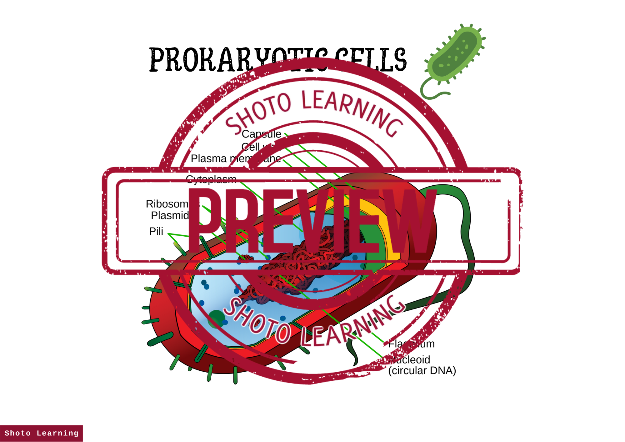 Prokaryotic Cells - PowerPoint, Speech, and Video Presentation — Shoto ...